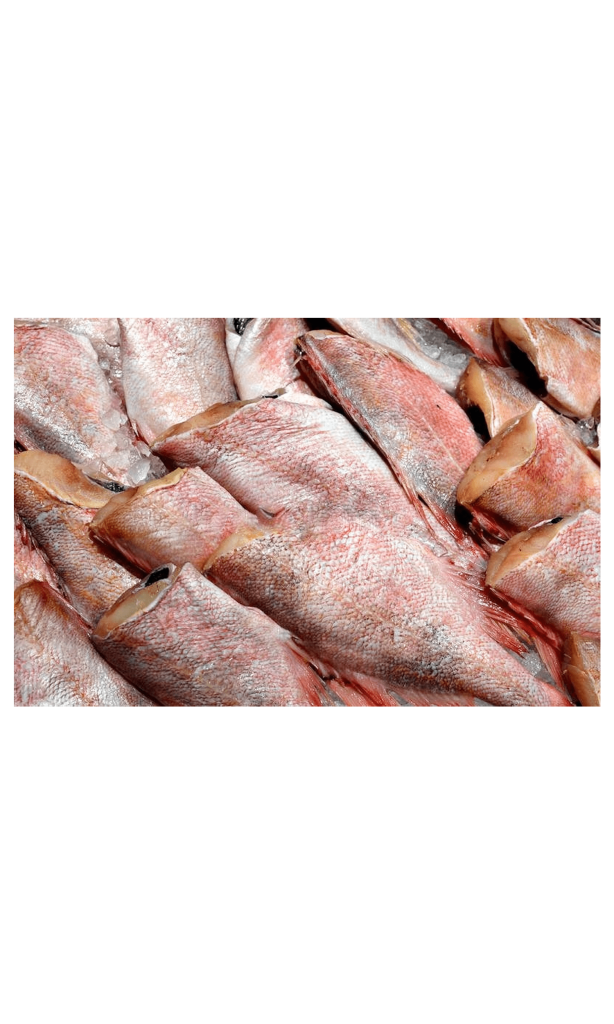 Frozen Red Bream 300/500 - Jumbo Midlands Ltd